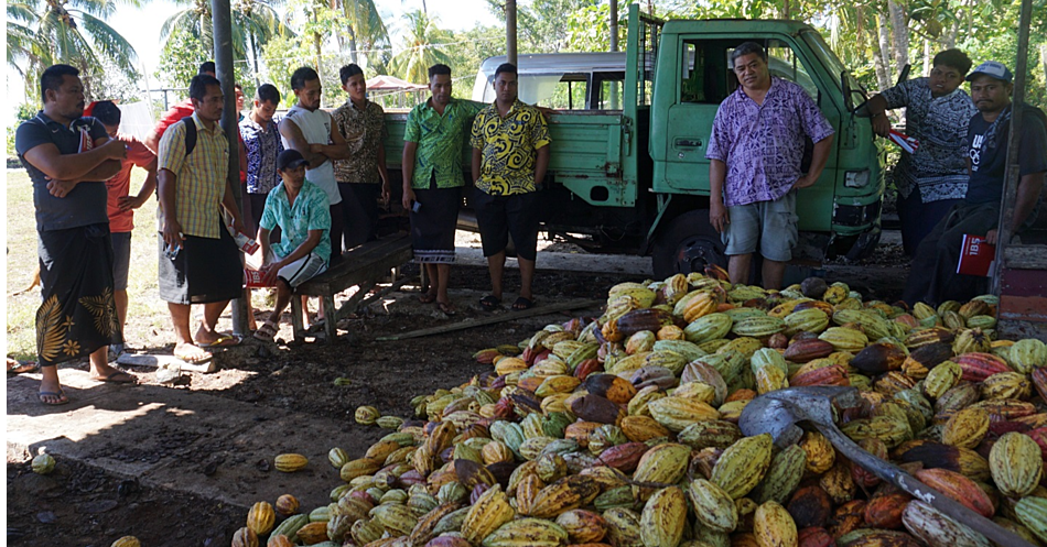 Samoa Observer | Training empowers Samoa's cocoa farmers