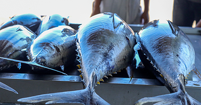 Samoa Observer | Shortage of fish frustrates fish and chips shops