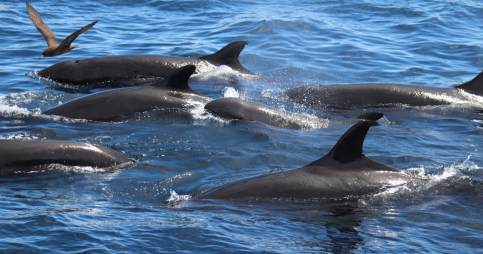 Samoa Observer | Fisheries By-Catch Main Threat To Whales And Dolphins