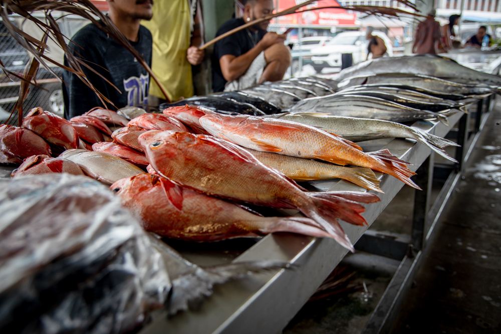 Samoa Observer | Exports plunge 70 per cent