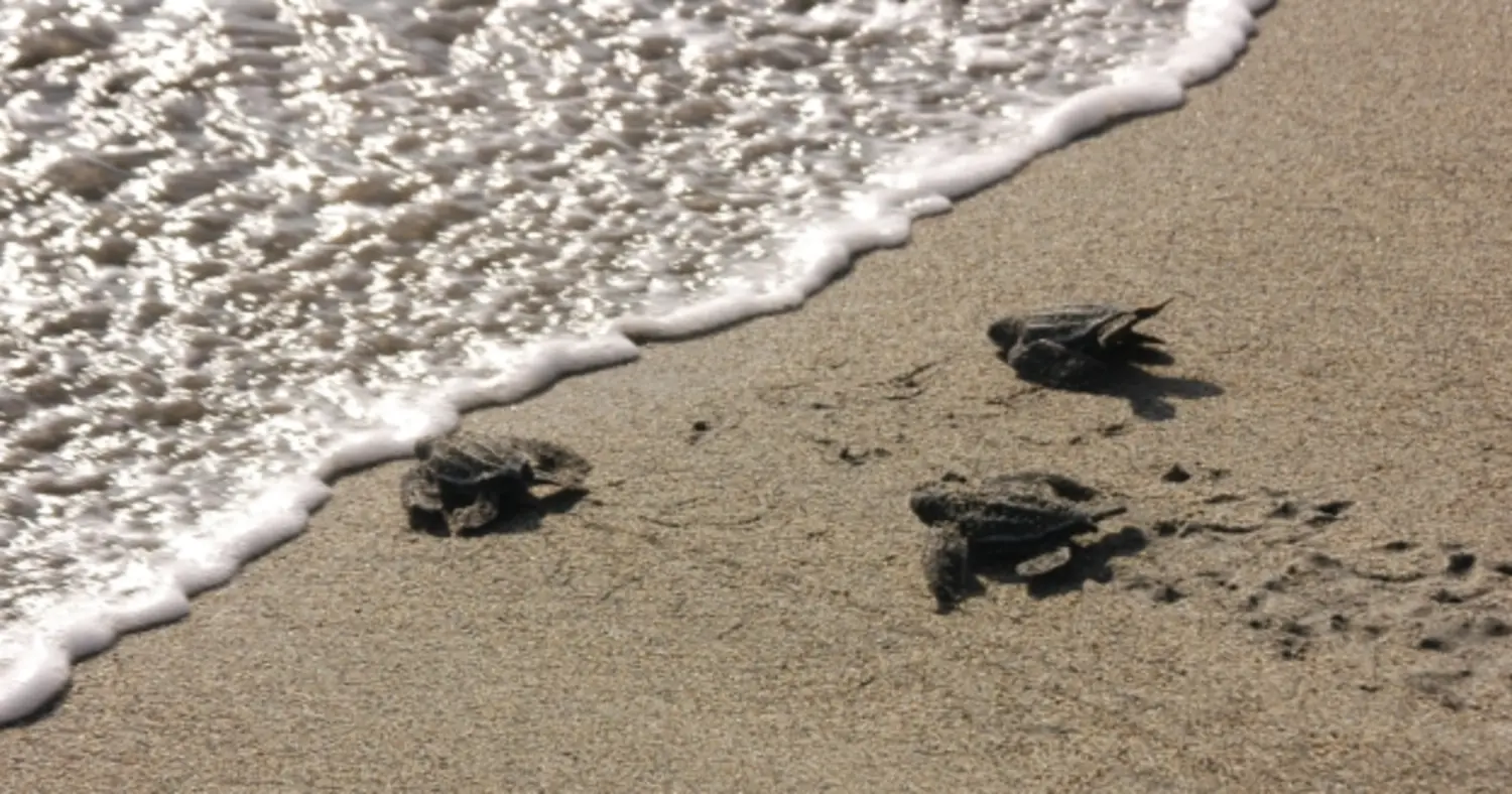 Samoa Observer | To kill or not to kill turtles?