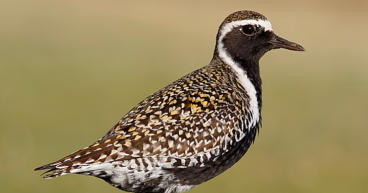Samoa Observer | From Alaska to Samoa: a shoreline bird called 'tuli'