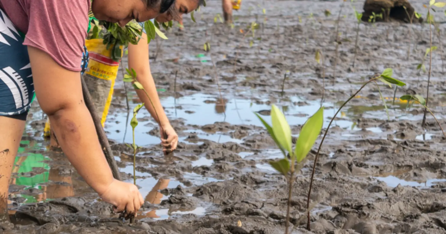 Samoa Observer | Mangrove planting and conservation