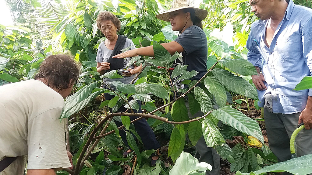 Samoa Observer | Replanting drive for Samoa’s coconut and cocoa kicks