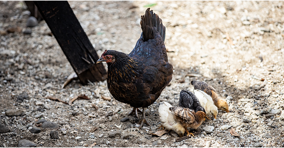 Samoa Observer | Local ingredients key to better poultry farming