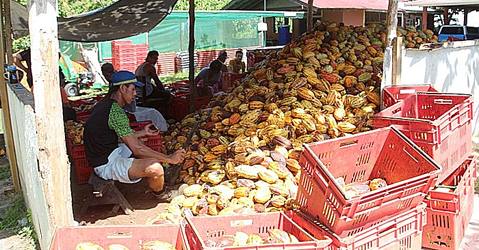 Samoa Observer | Samoan cocoa, ava keeps Falealupo going