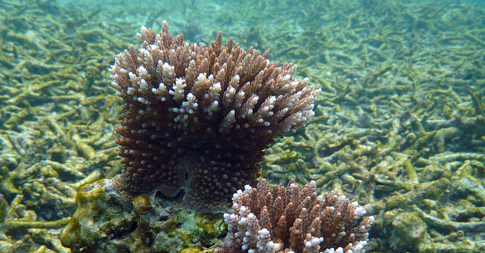 Samoa Observer | Samoa's coral reefs in poor state: expert