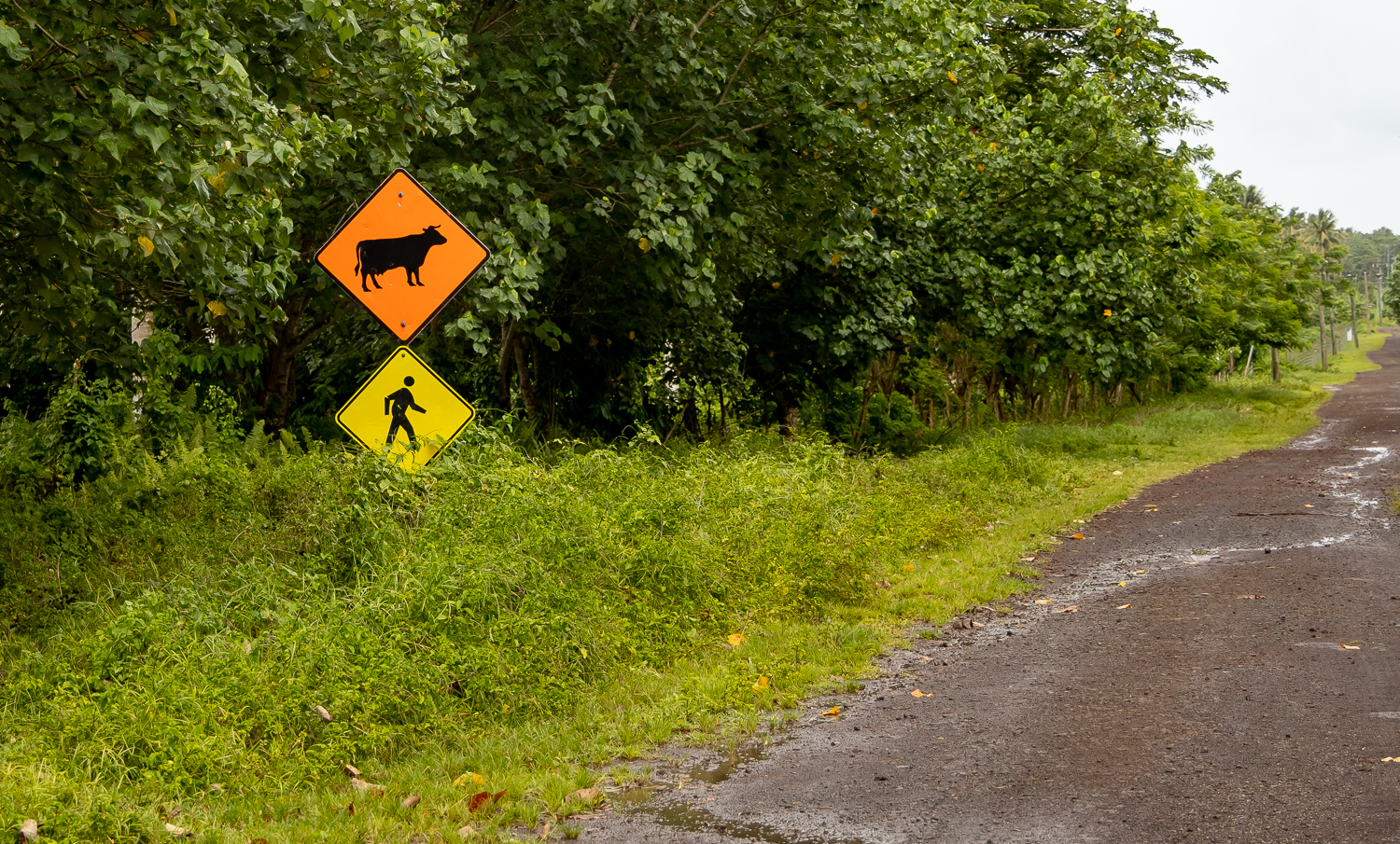 Samoa Observer | Probe into S.T.E.C. workers over missing cows