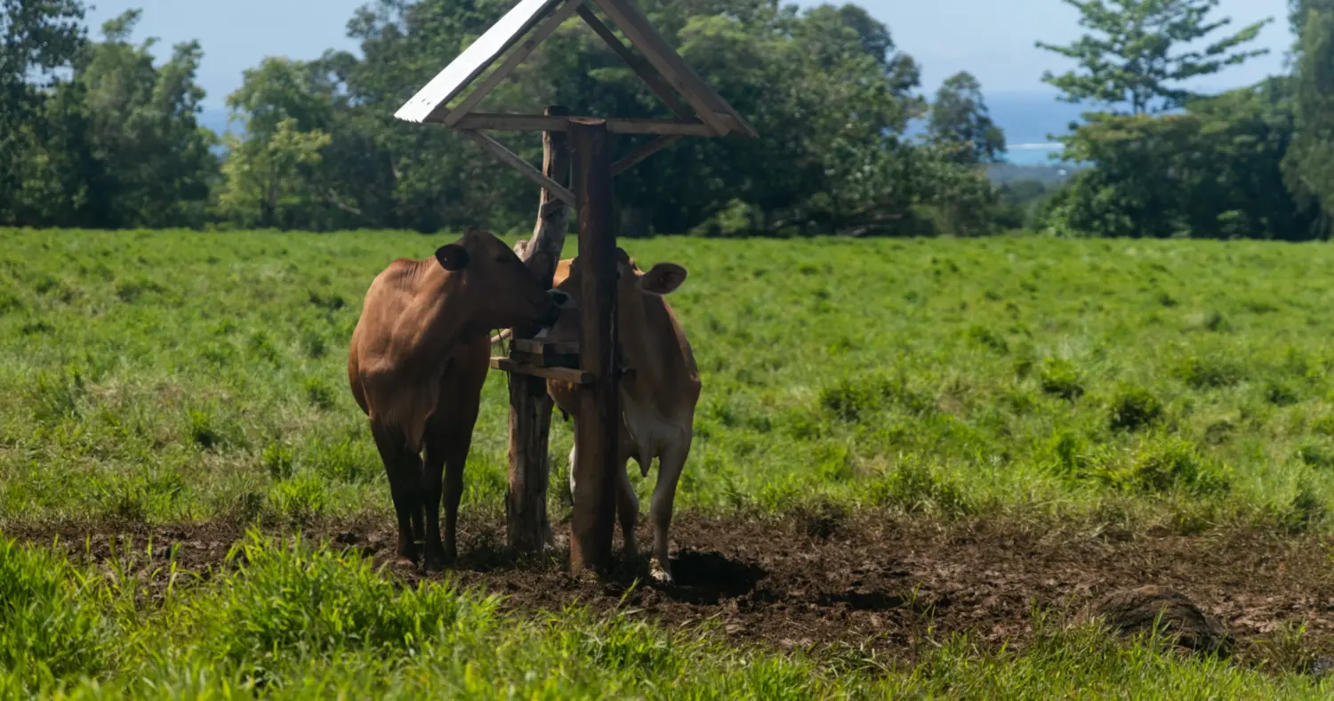 Samoa Observer | No land for Am. Samoa livestock: La'auli