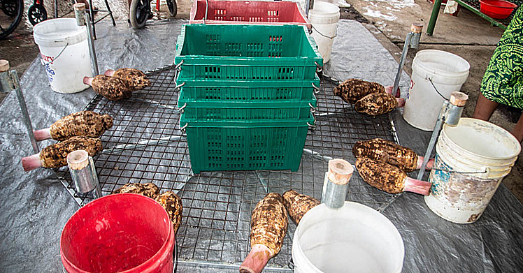 Samoa Observer | Savai'i to get its first packing house