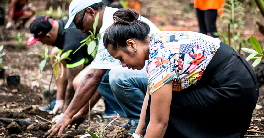 Samoa Observer | Planting trees to offset carbon links