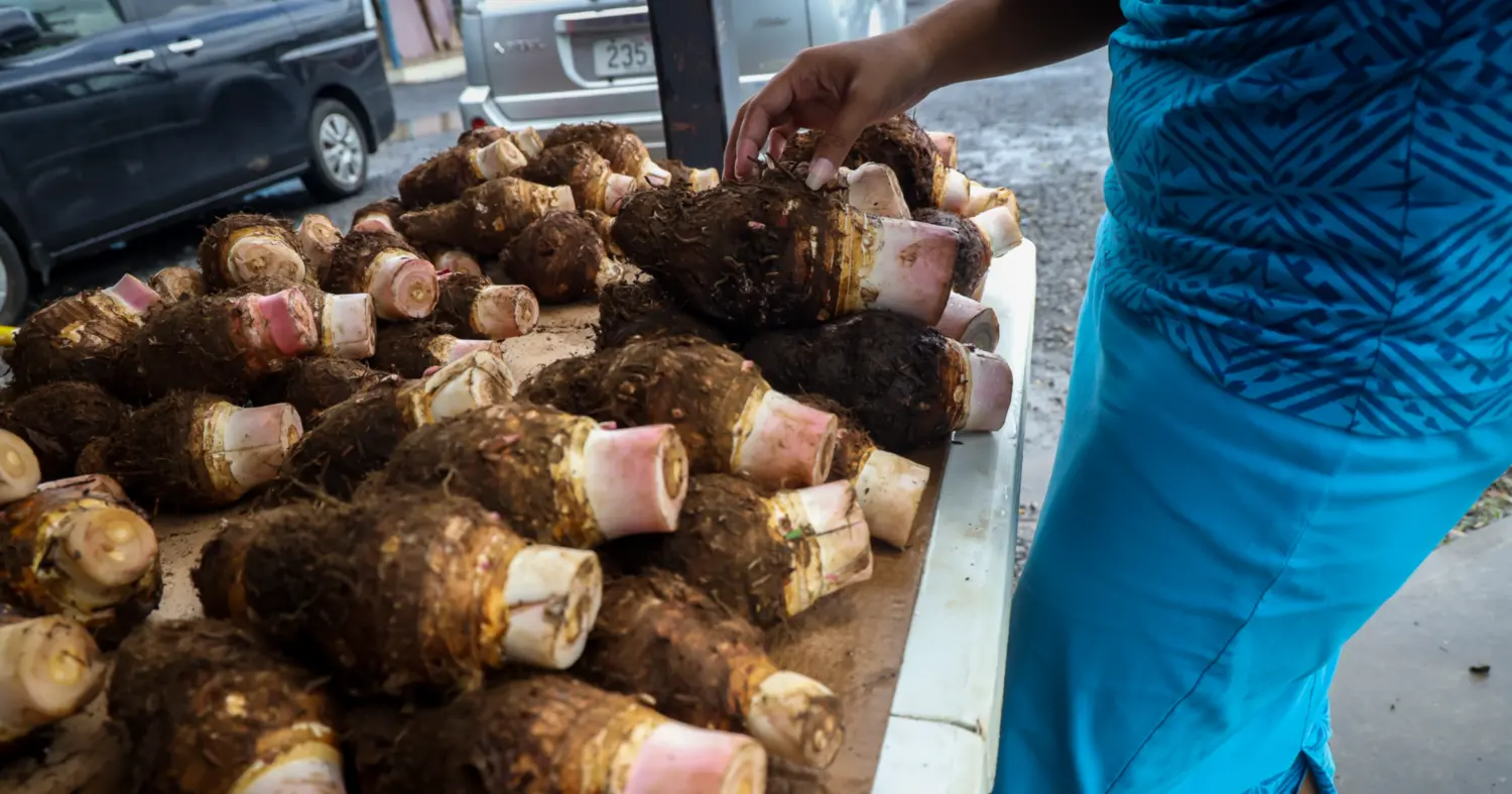 Samoa Observer | Dealing with the 'taro trouble'