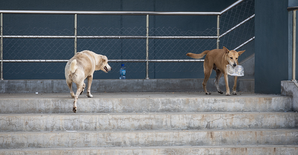 Samoa Observer | Healthy pets make healthy homes: A.P.S