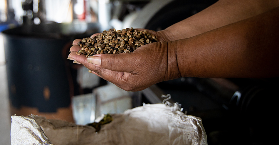 Samoa Observer | Samoan coffee beans secret to thriving N.Z. coffee
