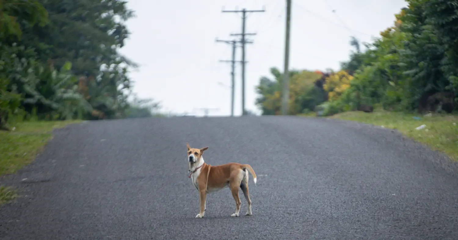 Samoa Observer | Work underway to tackle stray dog problem