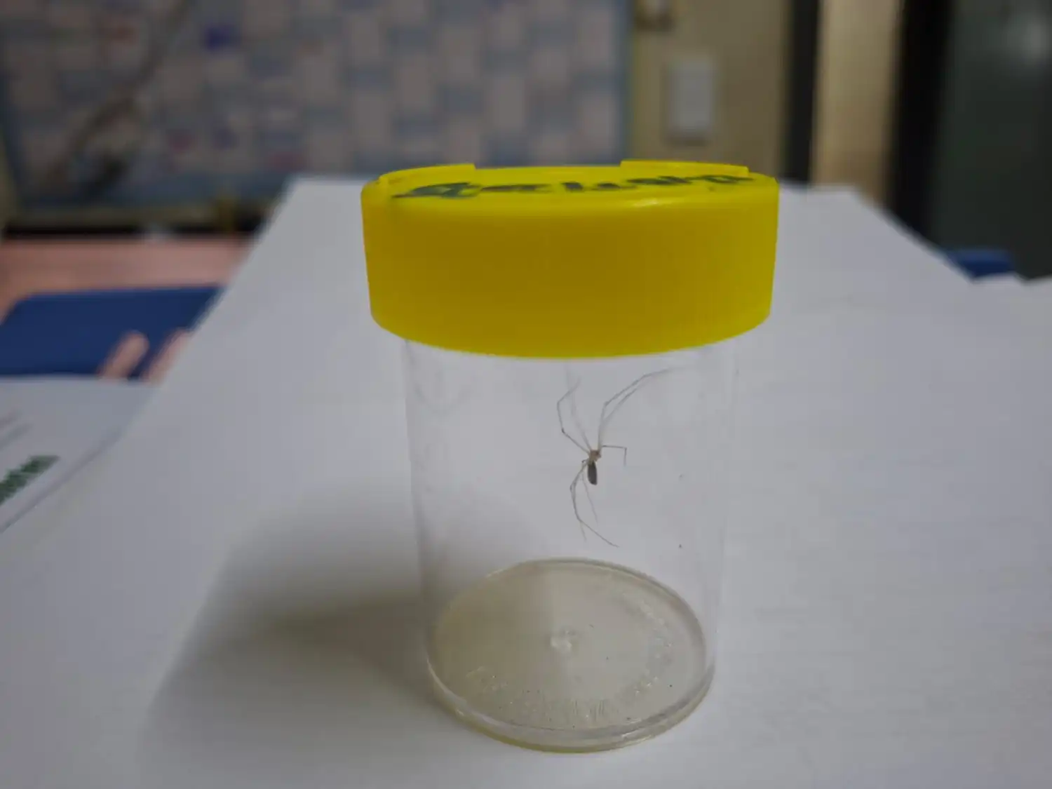 Samoa Observer | Biosecurity Samoa seizes invasive spider at wharf