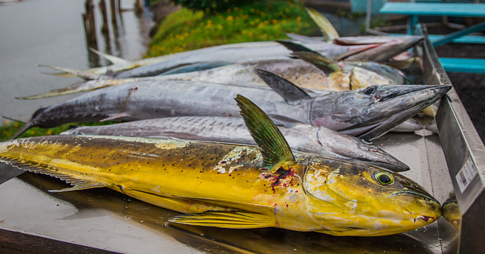 Samoa Observer | What is holding back Samoa exports