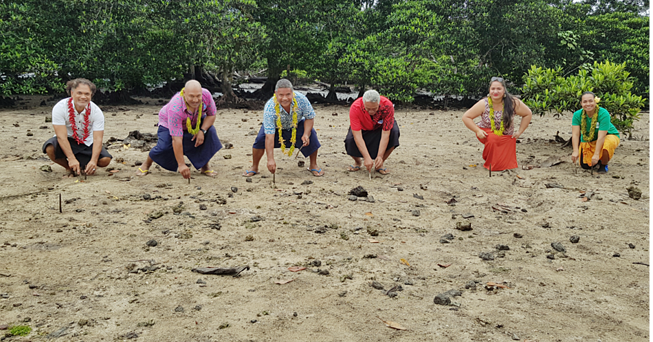 Samoa Observer | Village aims to replant 10,000 mangrove seedlings