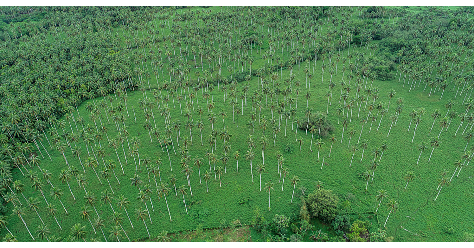 Samoa Observer | Ban on niu exports to remain in force