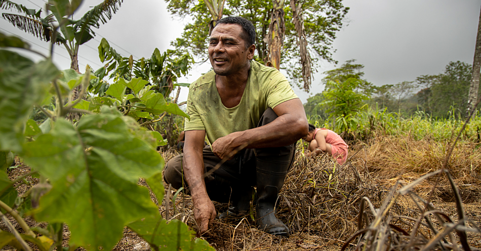 Samoa Observer | For farmers, rain a blessing and a curse