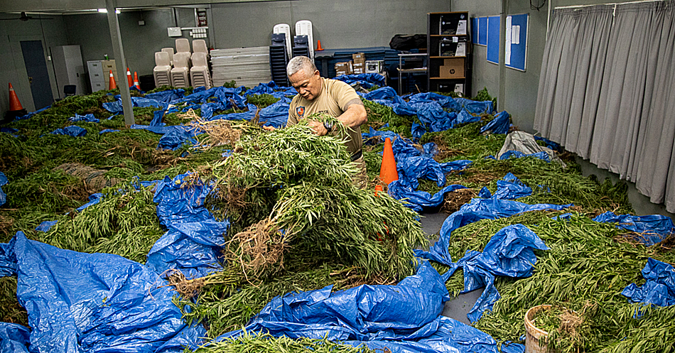 Samoa Observer | Village vows to tackle marijuana trade