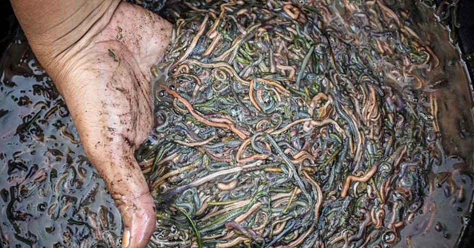 Samoa Observer | Ministry reacts to Fiji's palolo death report