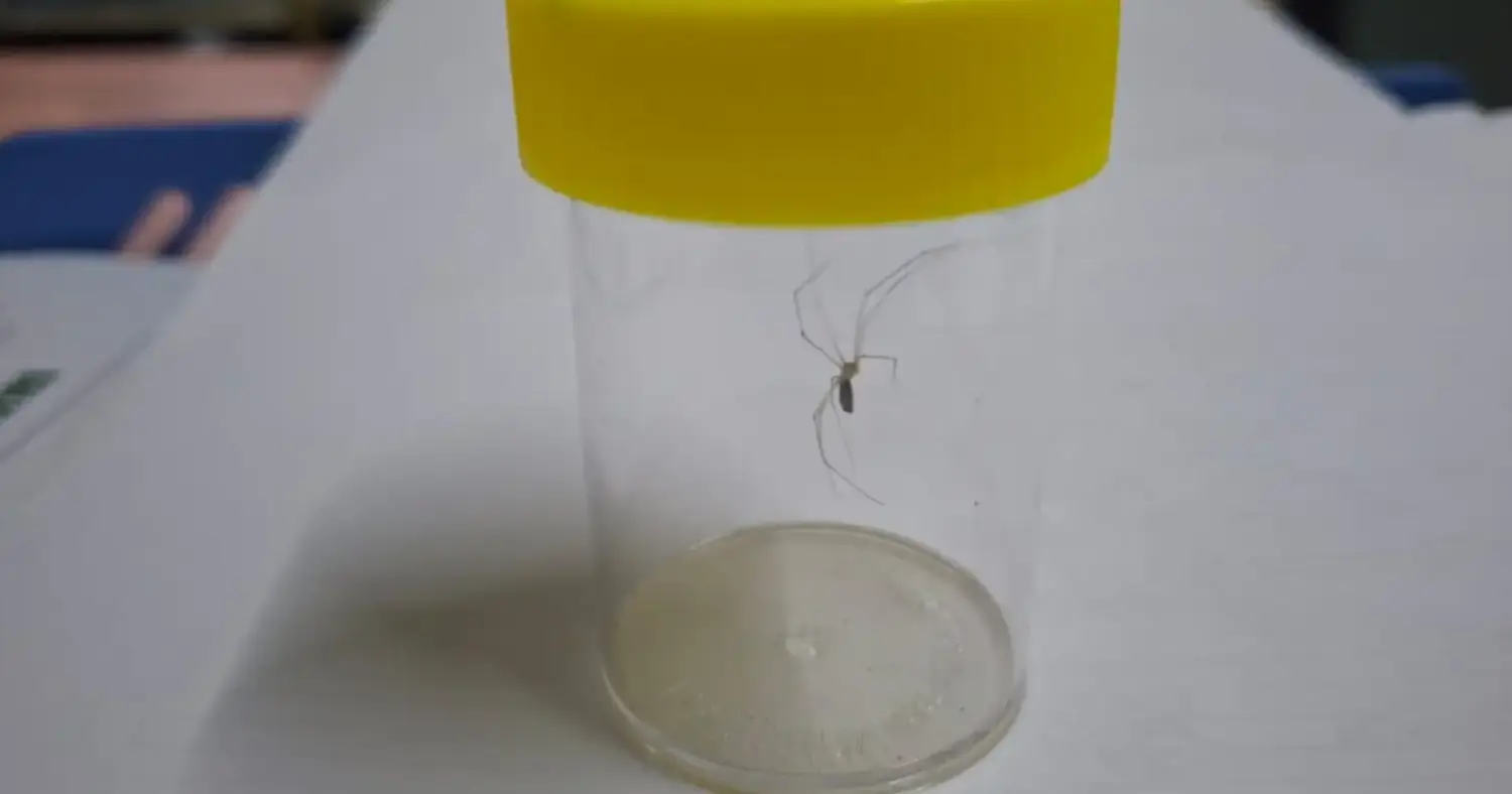 Samoa Observer | Biosecurity Samoa seizes invasive spider at wharf