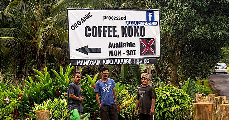 Samoa Observer | Aleisa coffee grower gets on with business