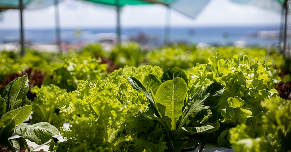 Samoa Observer | Hydroponics hailed future of farming