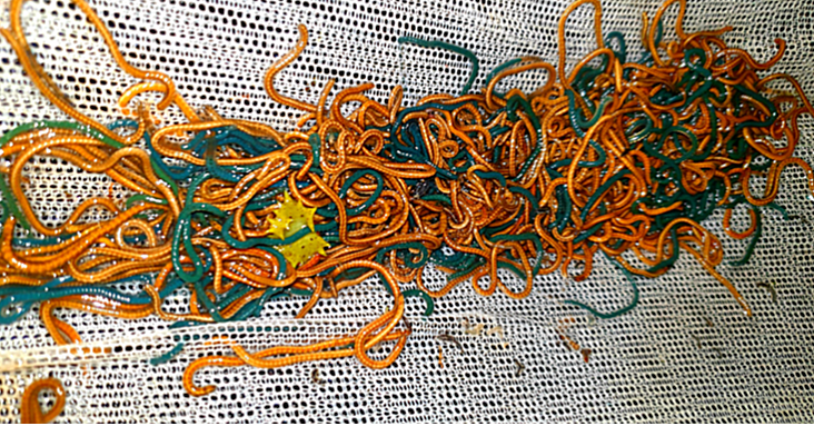 Samoa Observer | Palolo's emergence end of October: Ministry