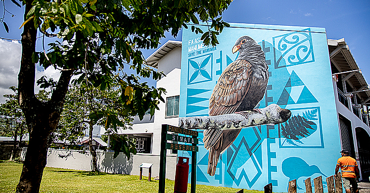 Samoa Observer | Falealupo determine to protect the manumea